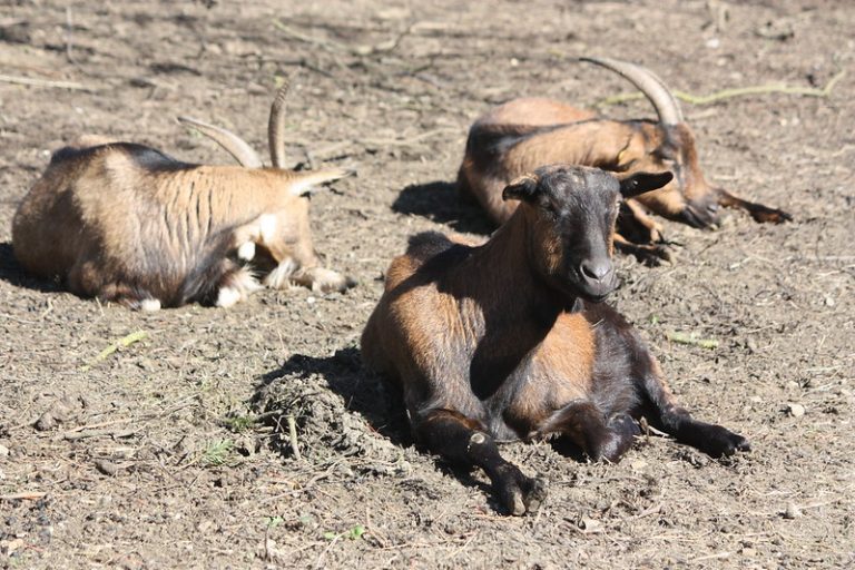 How Much Space Do Goats Need? - Goat Journal